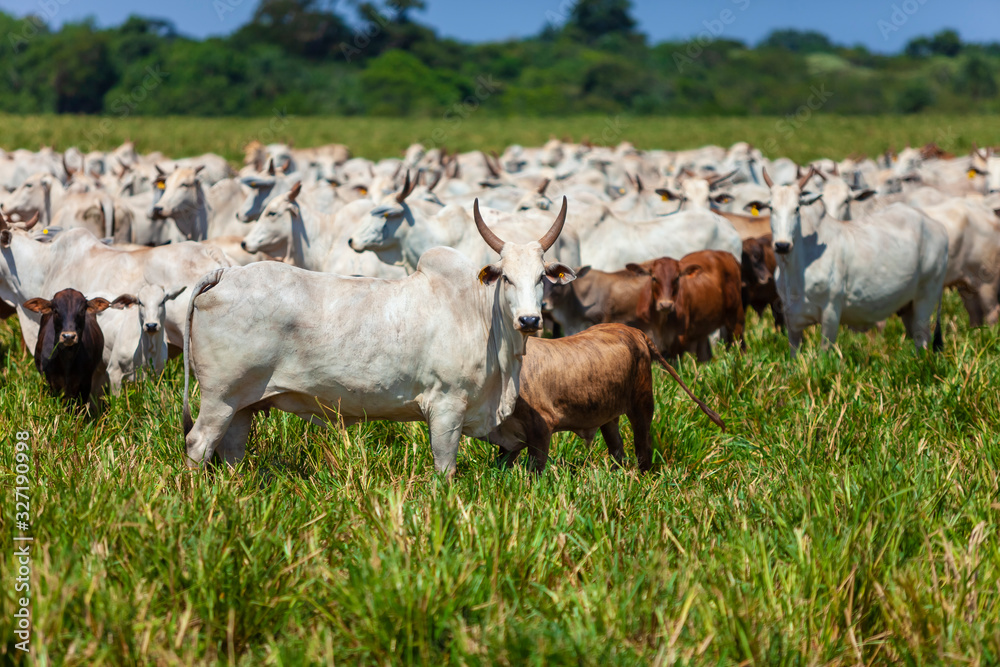 bezerros da raça Bonsmara no pasto e suas matrizes nelore Stock Photo ...