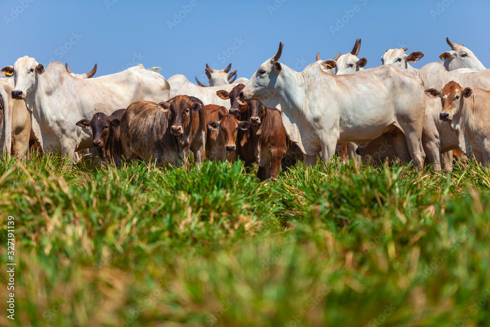 bezerros da raça Bonsmara no pasto e suas matrizes nelore Stock Photo ...