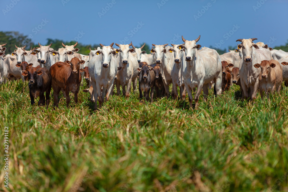 bezerros da raça Bonsmara no pasto e suas matrizes nelore Stock Photo ...