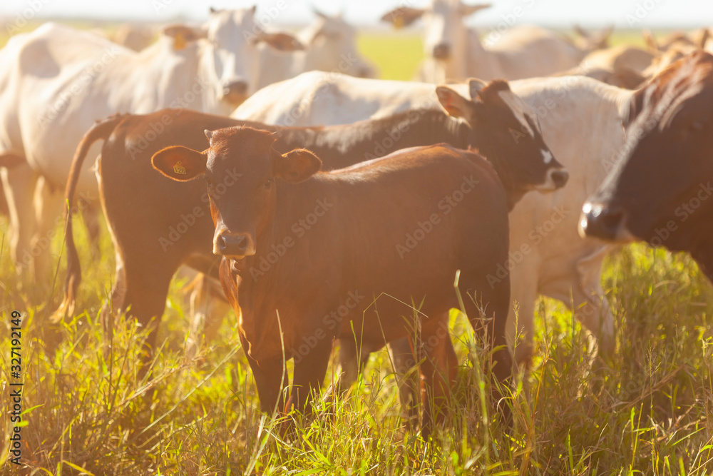 bezerros da raça Bonsmara no pasto e suas matrizes nelore Stock Photo ...