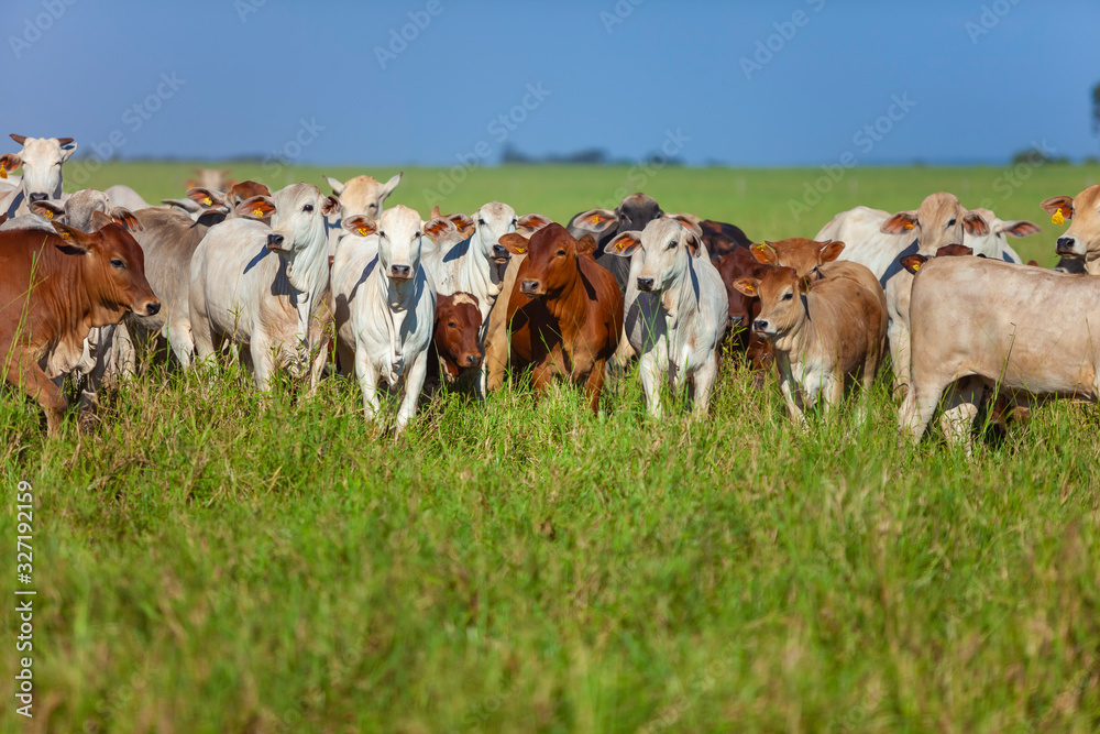 bezerros da raça Bonsmara no pasto e suas matrizes nelore Stock-Foto ...