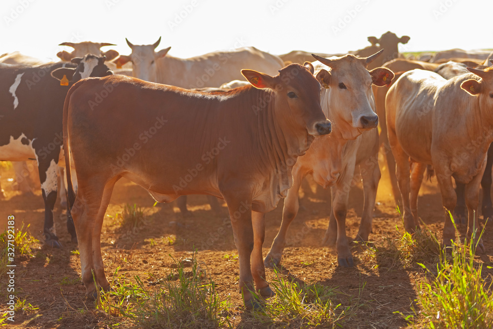 bezerros da raça Bonsmara no pasto e suas matrizes nelore ภาพถ่ายสต็อก ...