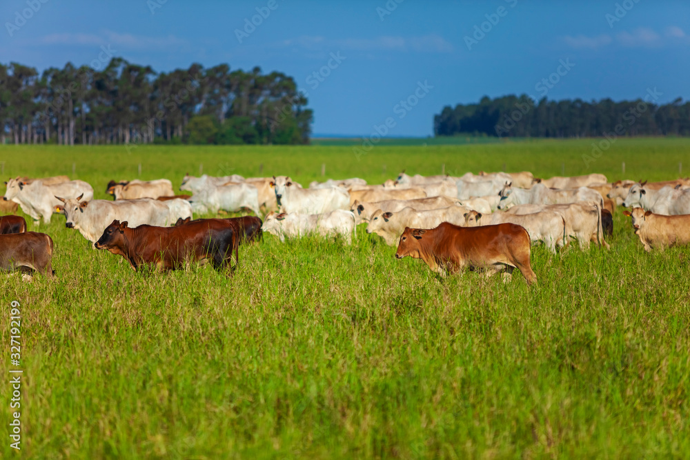 bezerros da raça Bonsmara no pasto e suas matrizes nelore Stock Photo ...