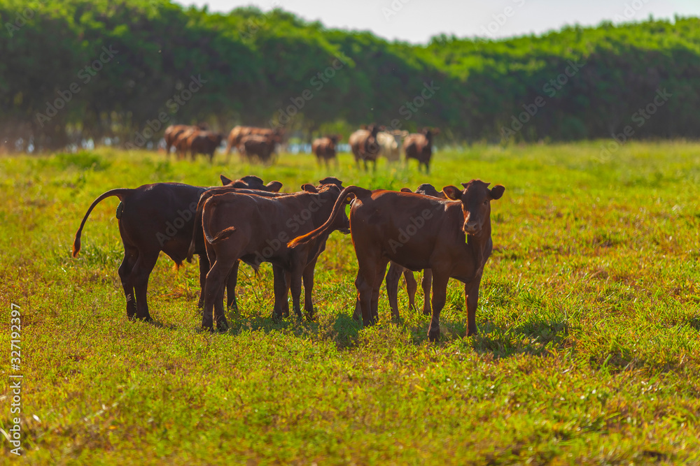 bezerros da raça Bonsmara no pasto Stock Photo | Adobe Stock