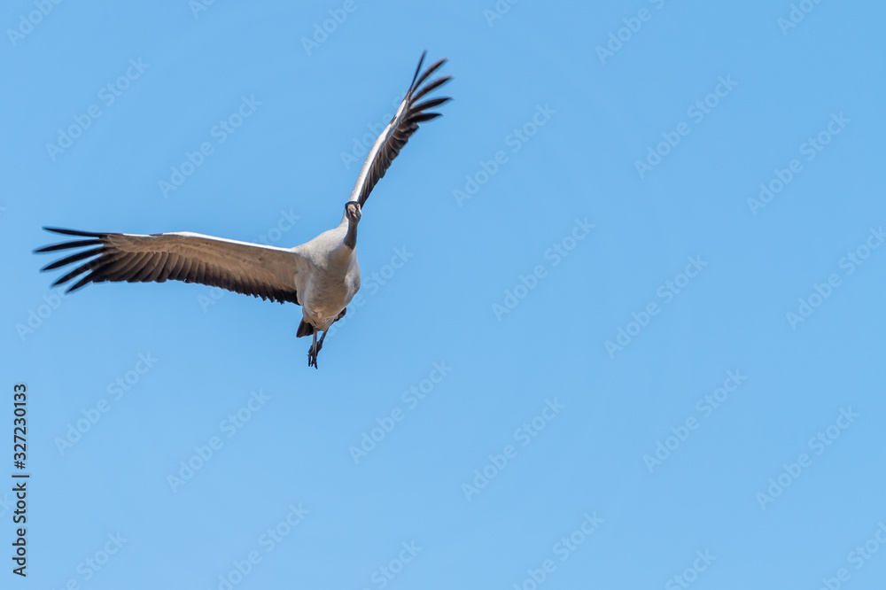 Flying crane, migratory bird, blue sky. On its way to land to find food ...