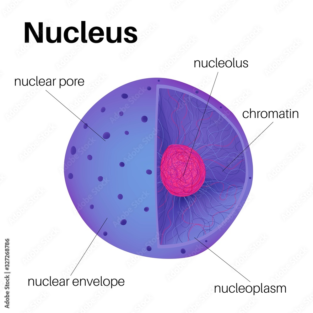 Anatomy of The Cell Nucleus Stock Vector | Adobe Stock