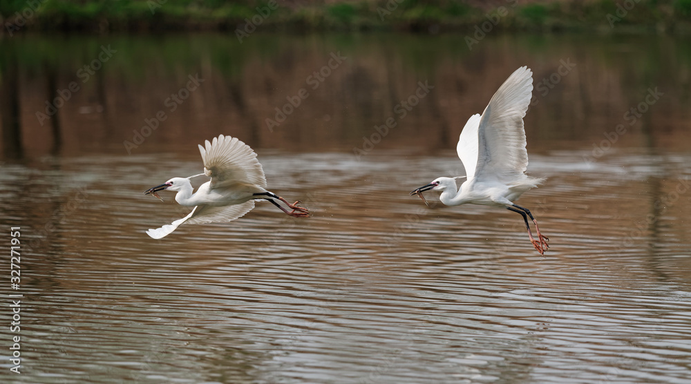 Composition of a sequence of flying bird take off with fish in beak in ...