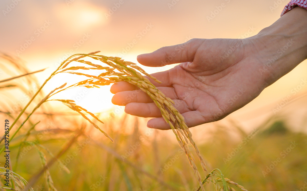 Hand holding the golden rice paddy in the rice field. Stock Photo ...