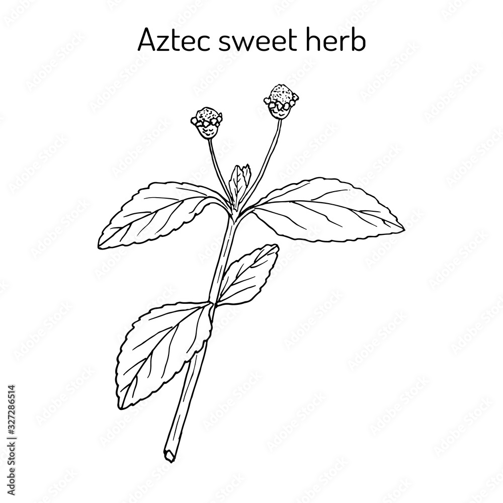 Aztec sweet herb Lippia dulcis , medicinal plant and sweetener Stock ...