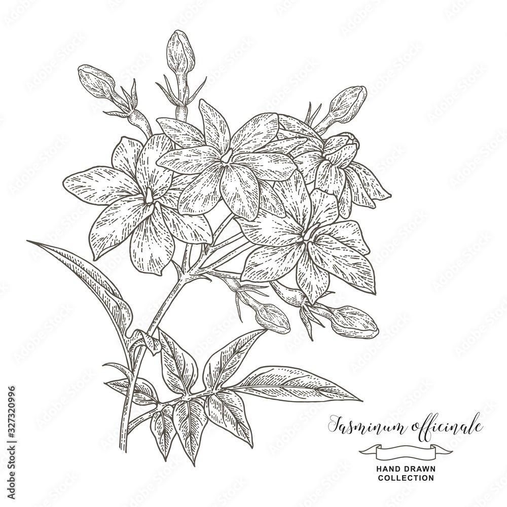 Jasmine or Jasminum officinale branch. Hand drawn jasmine flowers and ...