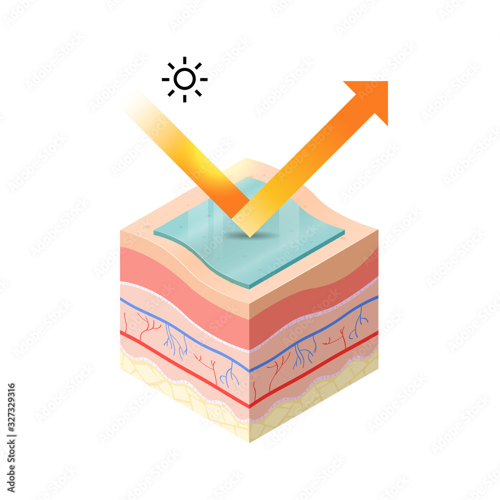 protection uv ray of skin with sunblock cream penetrate into epidermis ...