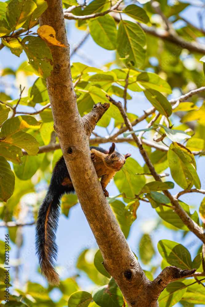 Indian giant squirrel or Malabar giant squirrel, (Ratufa indica) in ...