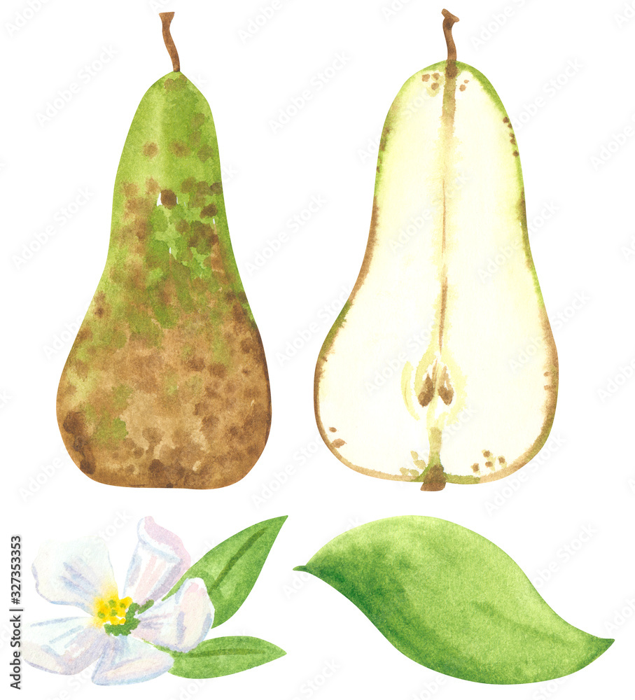 Pear clipart set. Hand drawn watercolor illustration isolated on white ...
