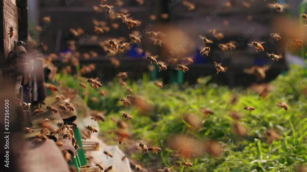 Swarm of honey bees flying around beehive Stock Video | Adobe Stock