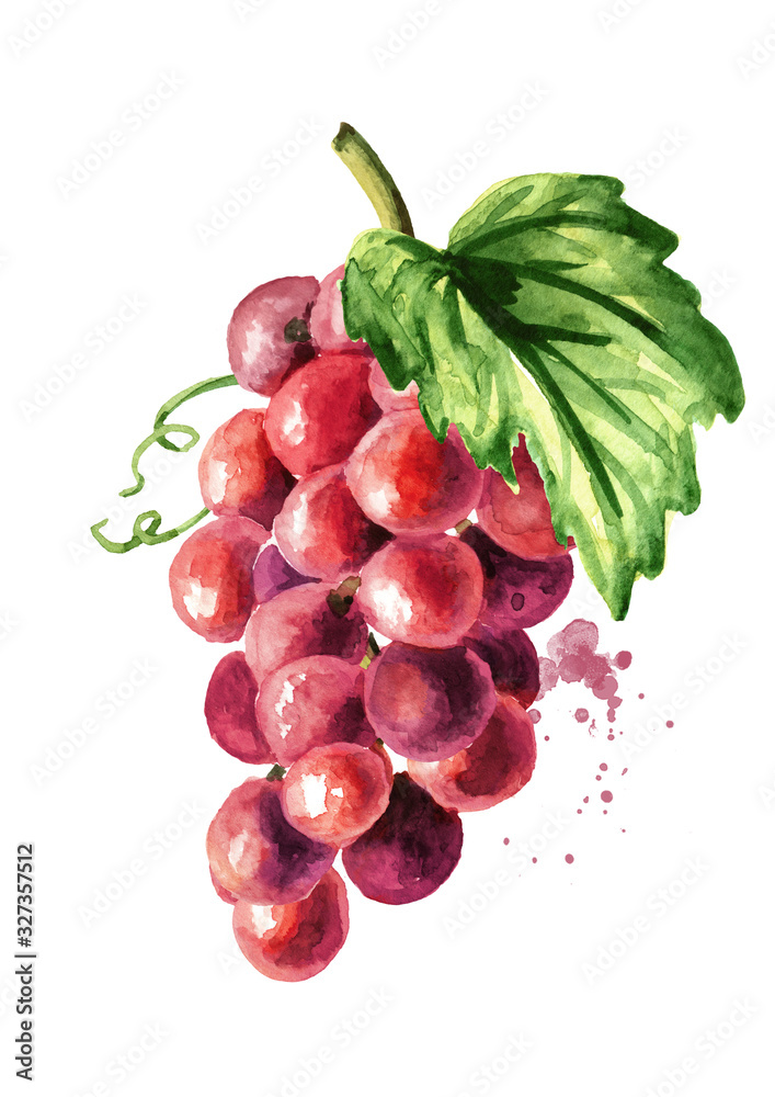 Red grape with green leaf. Hand drawn watercolor horizontal ...