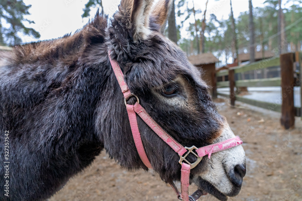 Donkey brown is sad in the paddock. Red reins for riding on the head ...