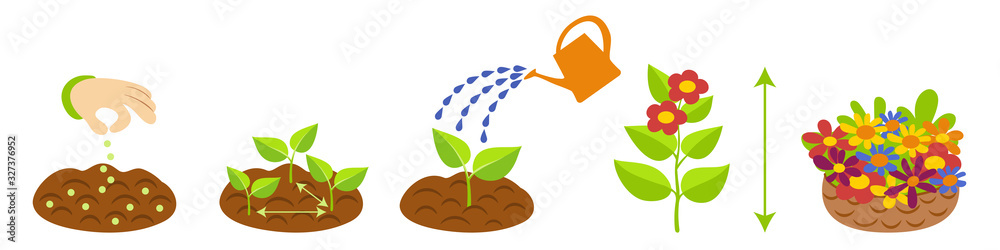 Plant growth stages infographics. Planting instruction template ...