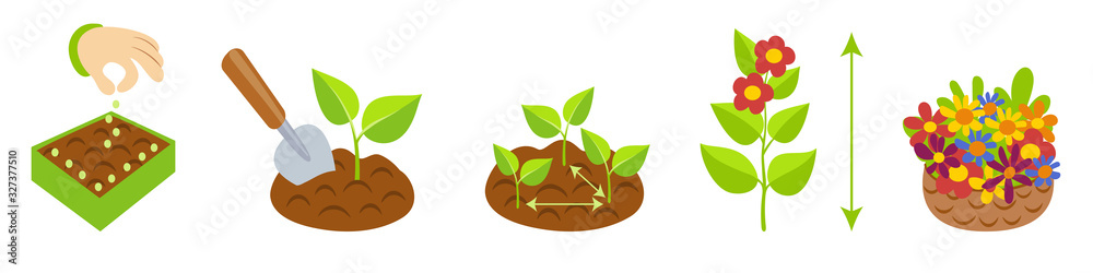 Plant growth stages infographics. Planting instruction template ...