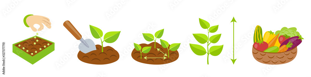 Plant growth stages infographics. Planting instruction template ...