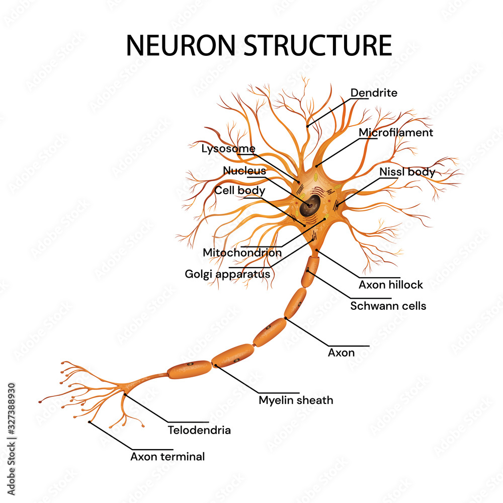 Structure of a Neuron. Vector illustration Stock Vector | Adobe Stock