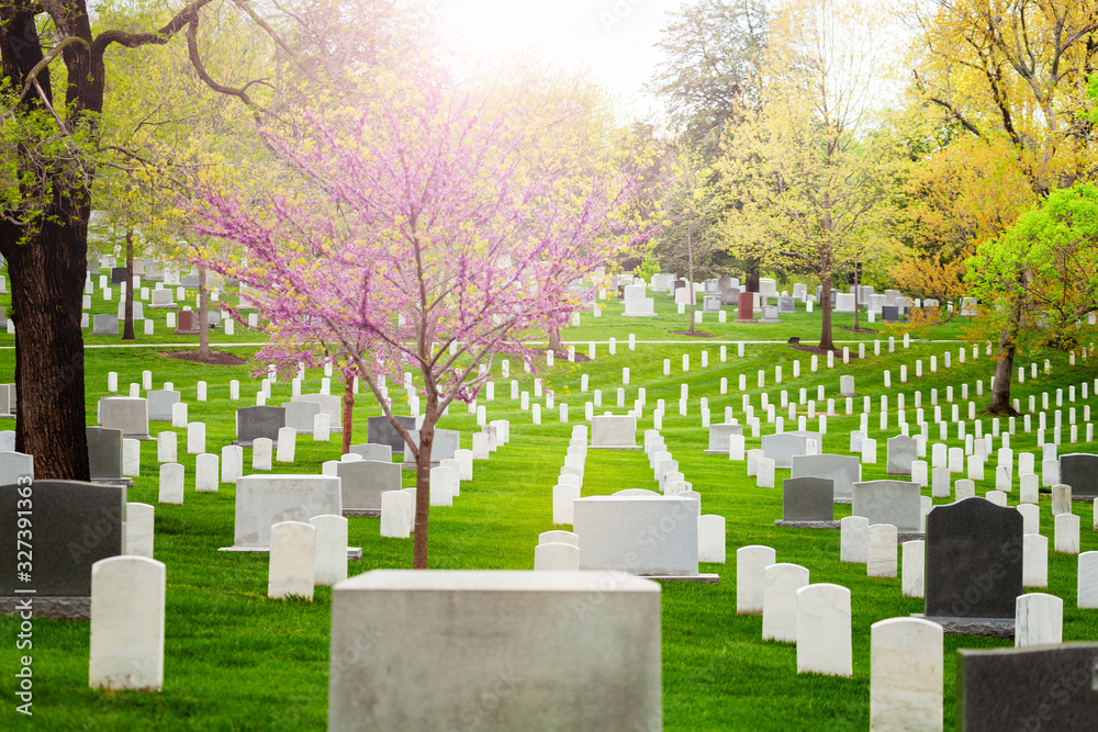 Cherry tree flowers and Sakura at cemetery graveyard with many rows of ...