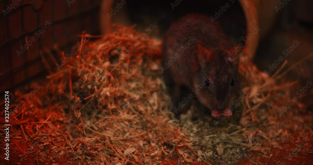 Close up of Woylie or brush-tailed bettong, eating food. Woylie is ...