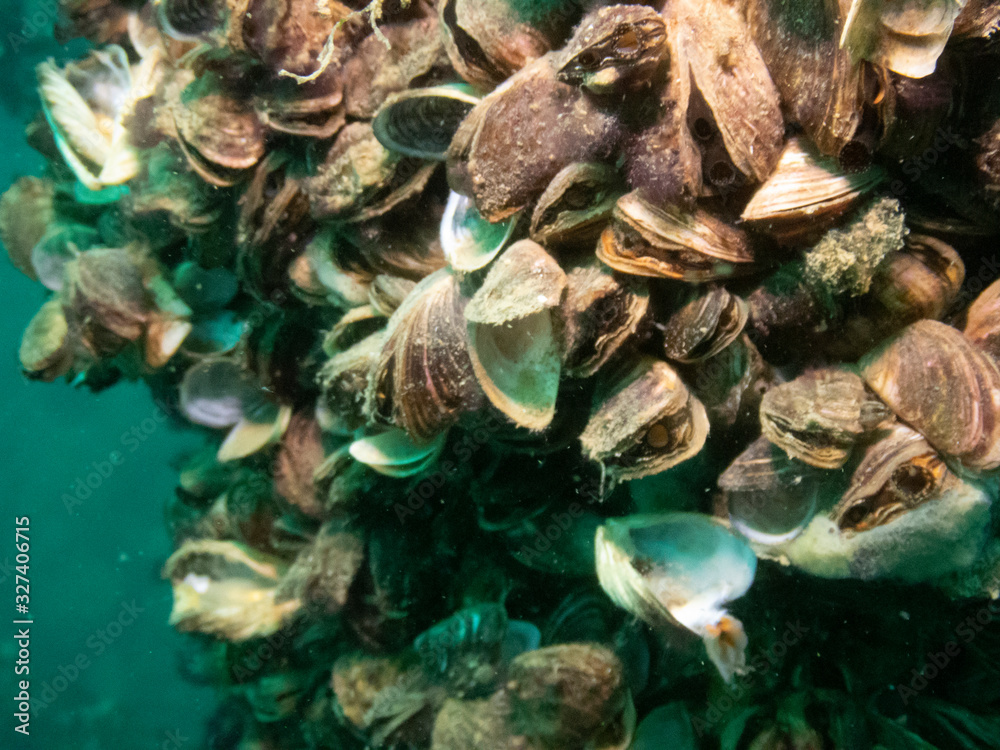 Zebra Mussels Stock Photo | Adobe Stock