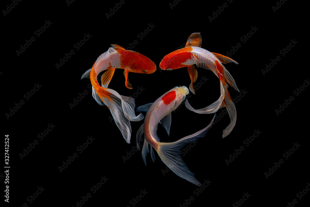Koi fish is domesticated version of common carp. This fish is most ...
