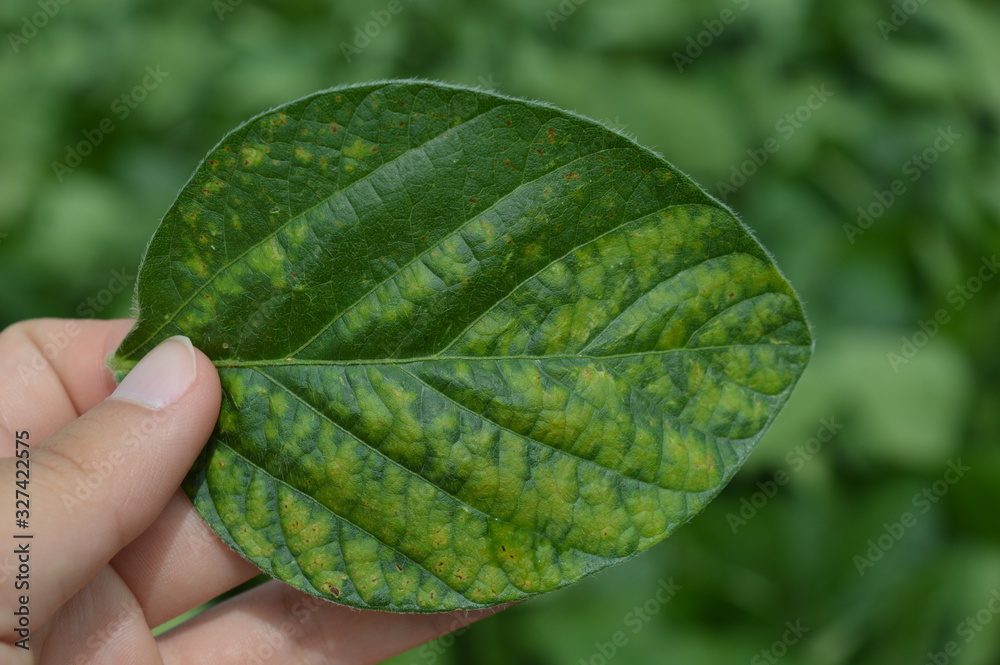 Isolated soybean leaf showing disease symptom caused by fungal ...