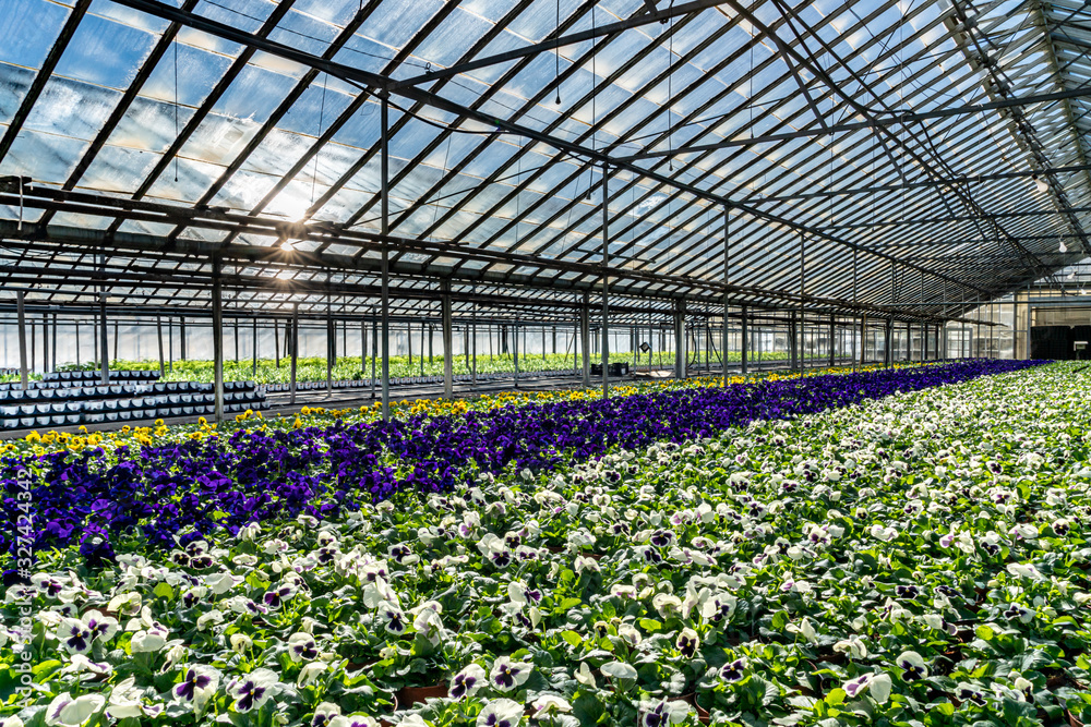 Interior of a greenhouse growing rows and rows of pansies. White ...