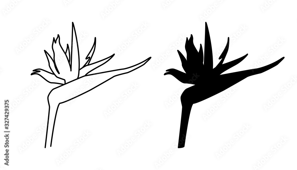 Vector illustration of strelitzia, bird of paradise. Black outline and ...