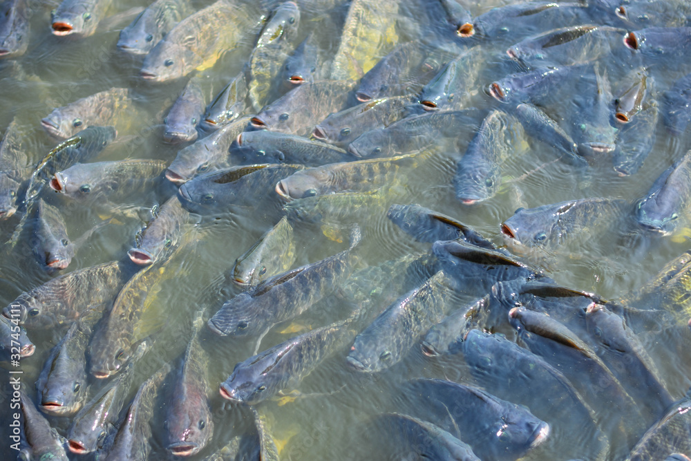 Tilapia, a freshwater fish that is popularly reared in the industry, is ...