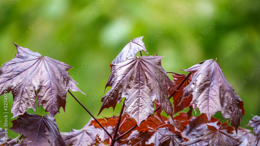 Tree branch with dark red leaves, Acer platanoides, the Norway maple ...