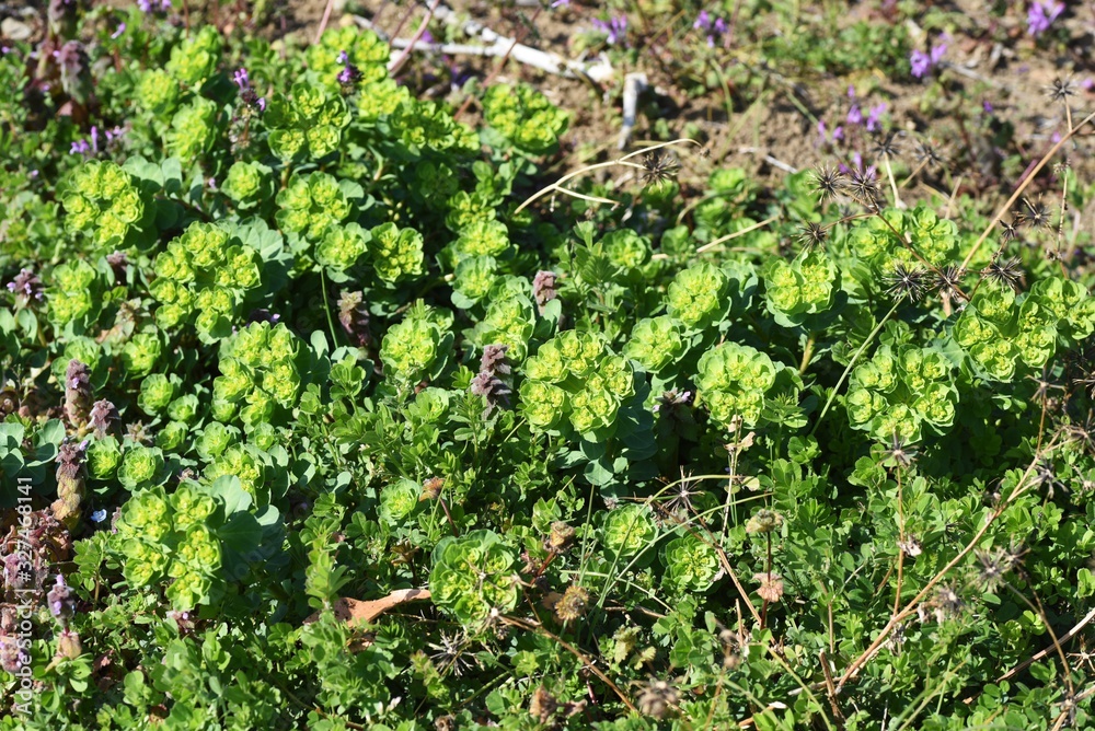 Sun spurge is a weed that grows in sunny wastelands, and the white ...