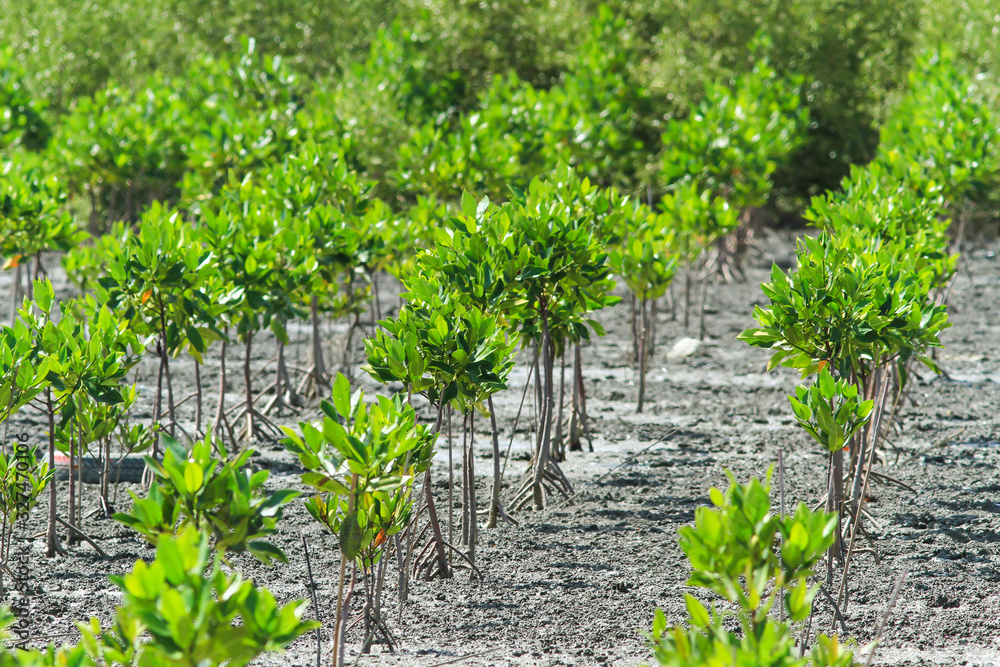 Poster Mangrove seedlings (Rhizophora apiculata) – Wall Art | UkPosters