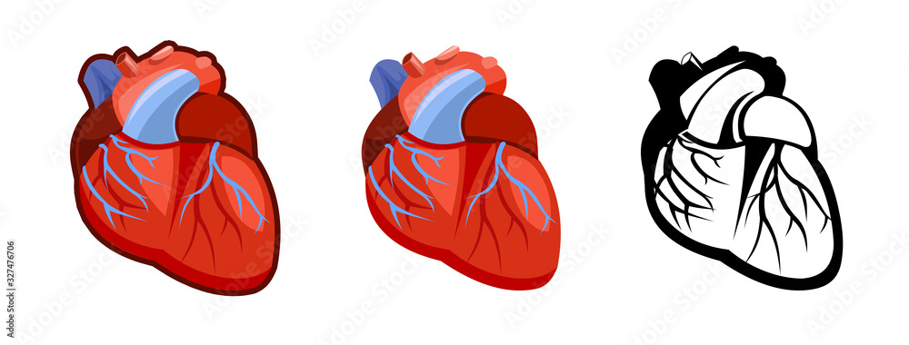 Healthy human heart. Whole. Set. Color image and monochrome icon. A ...