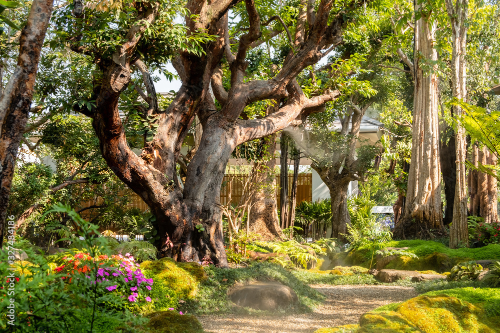 Photos of garden trees sunlight background beautiful nature, green can ...