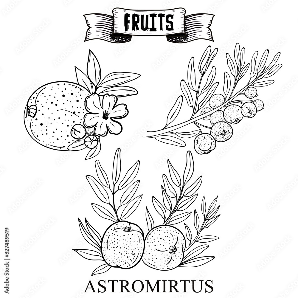 Doodle botanical hand drawn botanical vector illustration of isolated ...