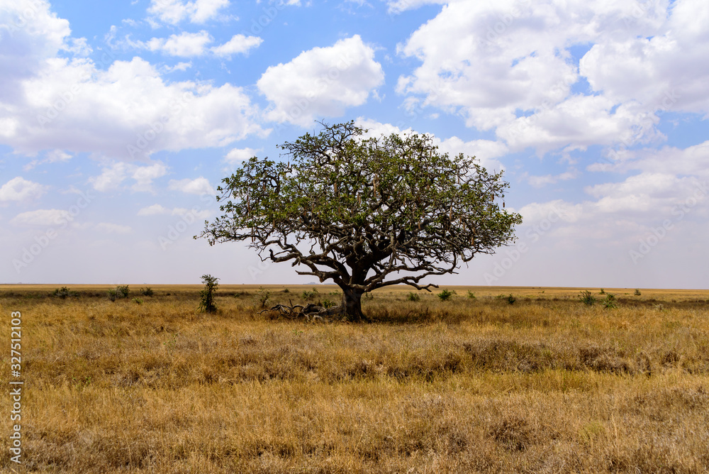 Free-standing Sausage tree (Kigelia africana) in the Serengeti savanna ...