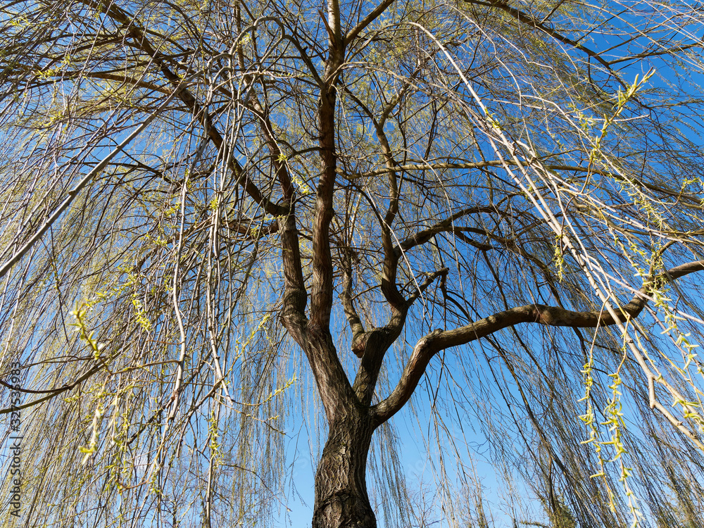 Salix alba 'Tristis' | Saule pleureur doré à couronne arrondie aux ...