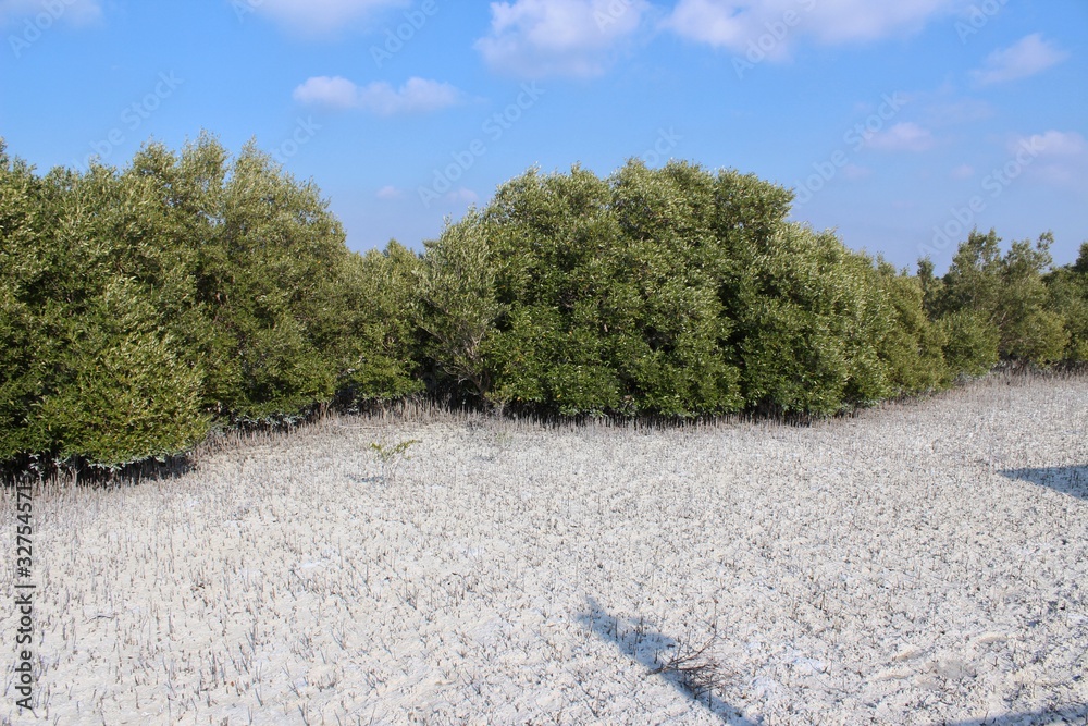 trees or plants in mangroves forest of Al Jubail Islands of Abu Dhabi ...