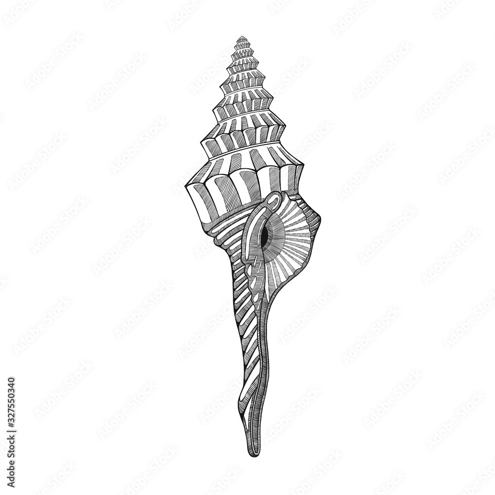 Seashell, sea shell, nature sea vector. Sea shell Hand drawn seashell ...
