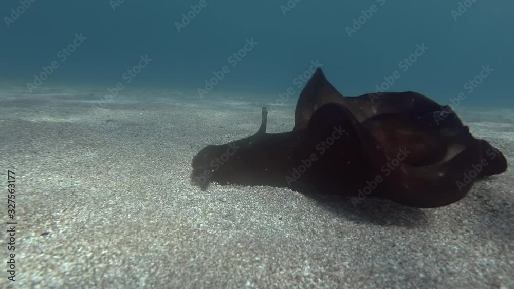 Sea Hare crawls on a sandy bottom. Nudibranch or sea slug - Black sea ...