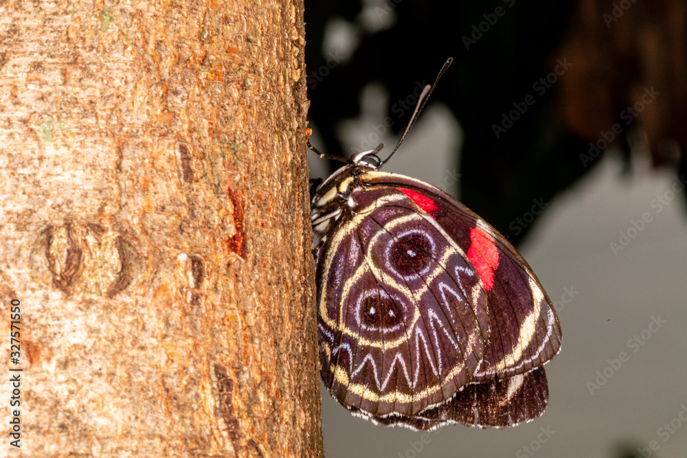 Details of a Callicore Sorana butterfly Stock Photo | Adobe Stock
