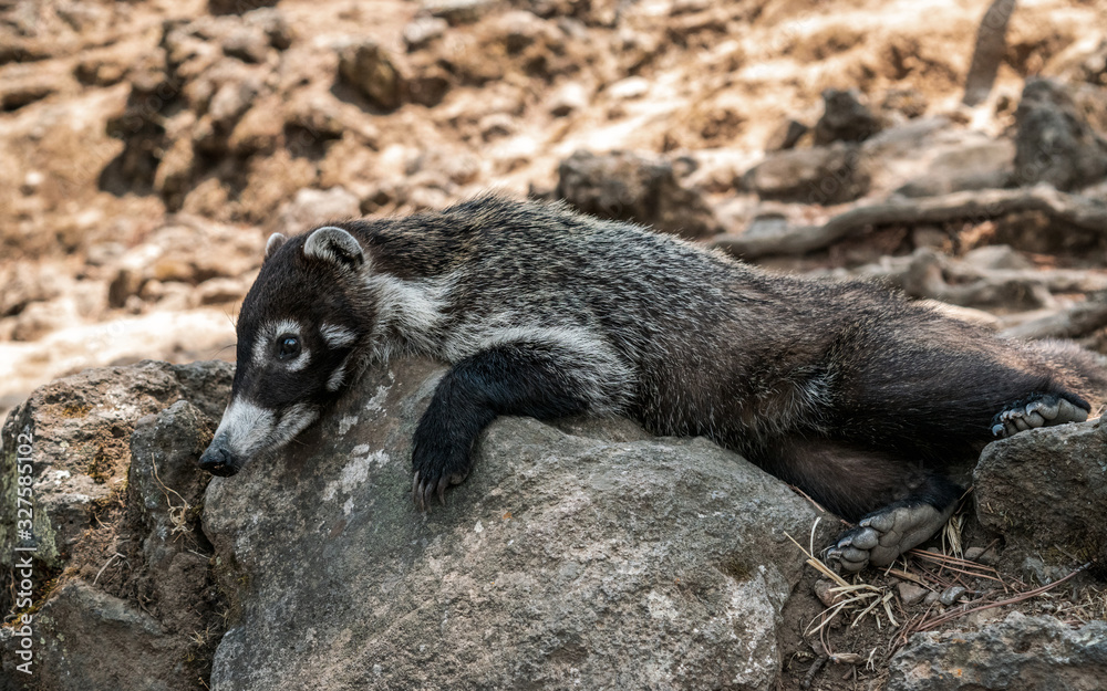 Portrait on a funny coati relaxing in the morning heat at the the Aztec ...