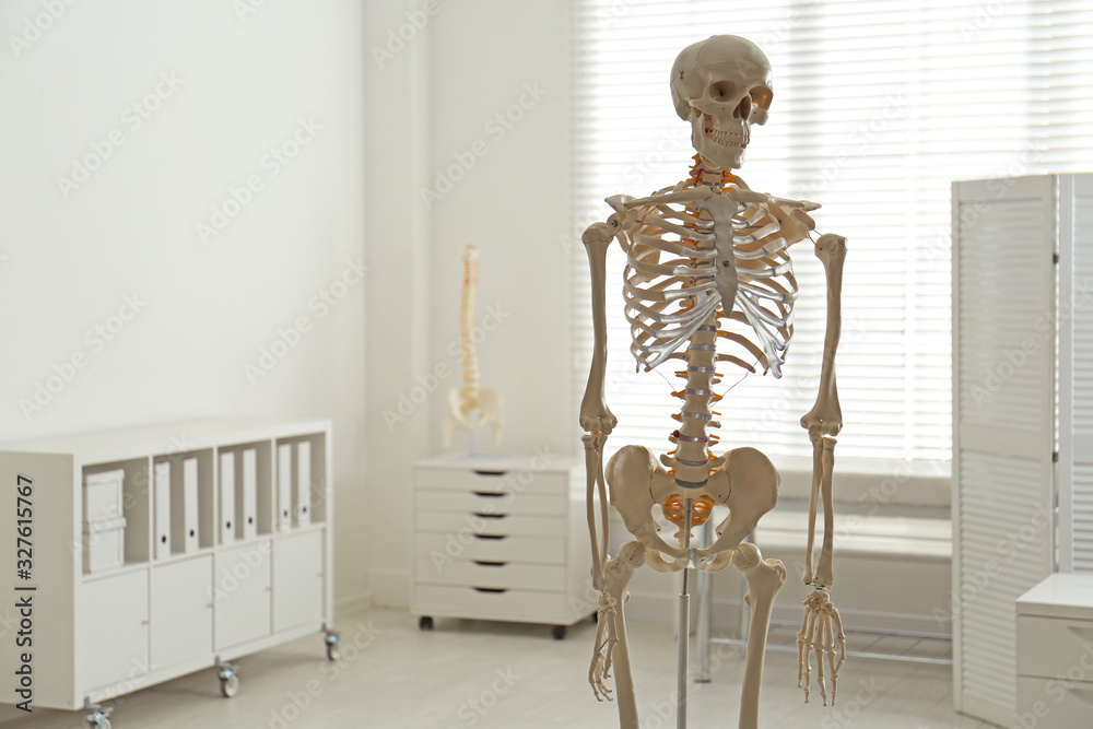 Human skeleton model in orthopedist's office. Space for text Stock ...