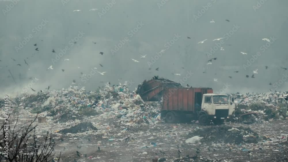 Epic pollution concept. The work of the garbage truck. Flocks of hungry ...