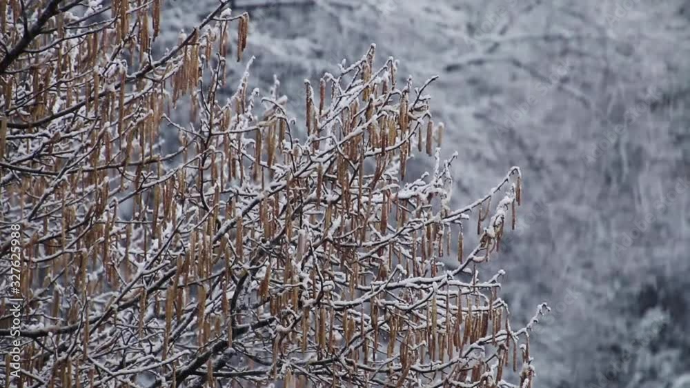 Common hazel covered with snow. Snowing in the forest with frozen trees ...