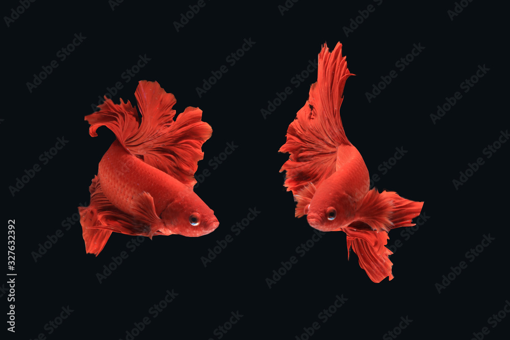 Thai fighting fish species have two movements. Stock Photo | Adobe Stock