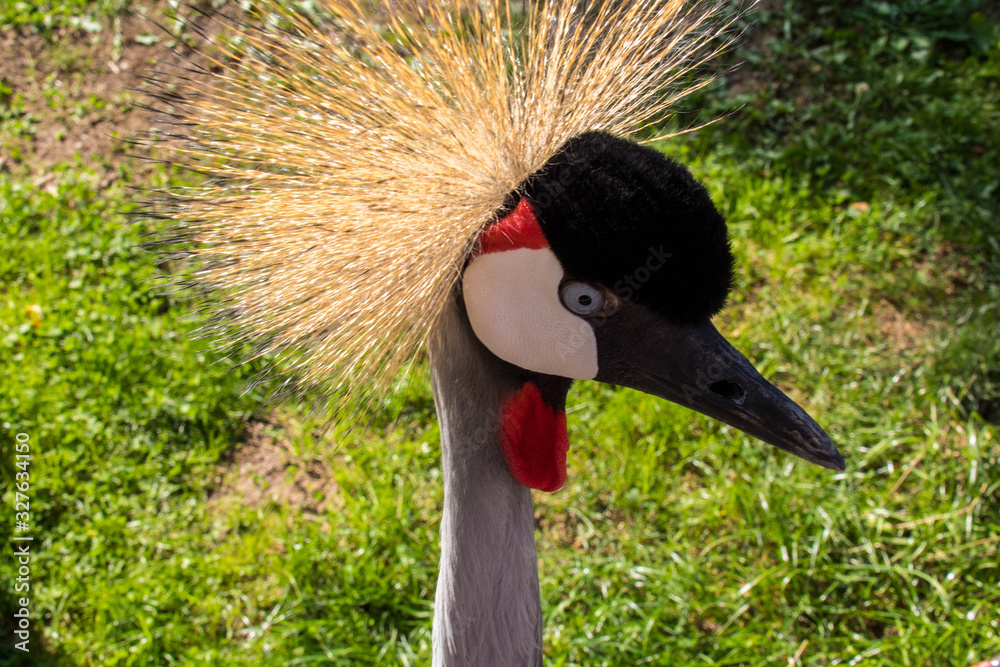 Grue royale Stock Photo | Adobe Stock